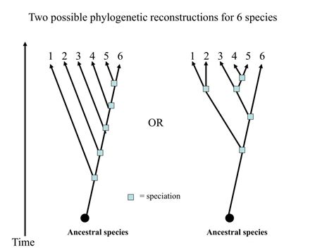 Ppt Iv Macroevolutionary Pattern A Tempo Of Speciation 1