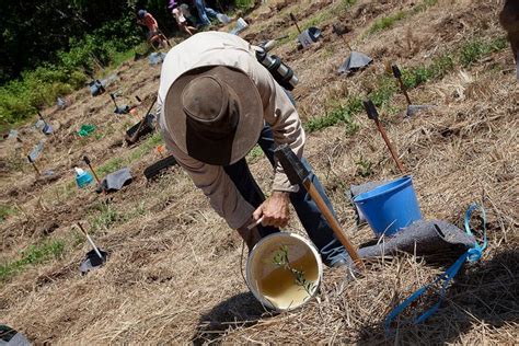 Watering Newly Planted Tree Trees To Plant Watering Tree
