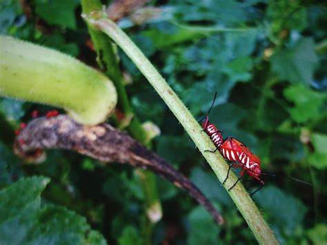 Premium Photo Red Insect On Stem Of Plant