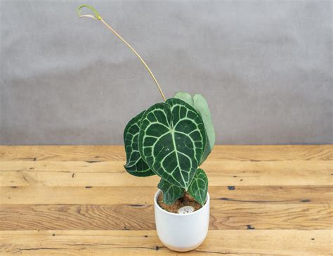 Два Ботаника Антуриум Кларинервиум