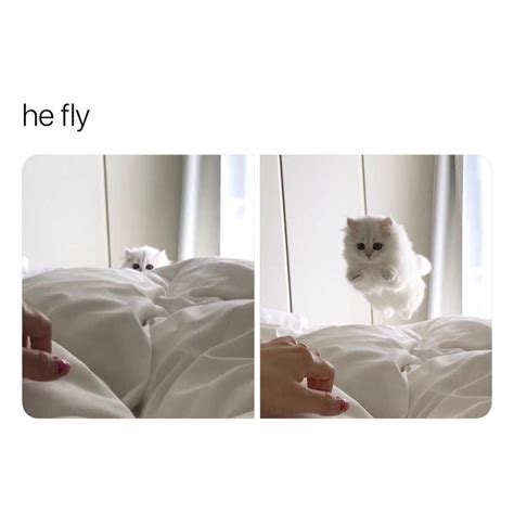 Cuddly Cloud Rproperanimalnames