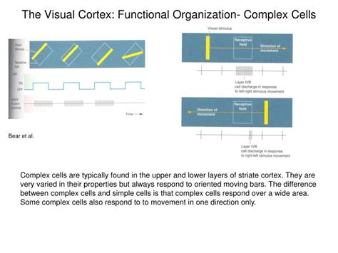 PPT The Visual Cortex Anatomy PowerPoint Presentation ID 6628156