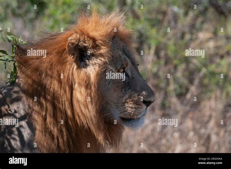 Close Up Profile Portrait Of A Male Lion Panthera Leo Chobe National