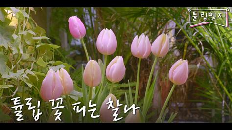 튤립일지 꽃잎이 피고 그리고 살짝 춤을 춘다 망고참 밀크쉐이크 Youtube