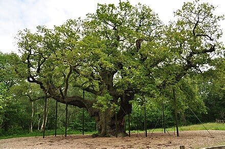 Edwinstowe Wikipedia