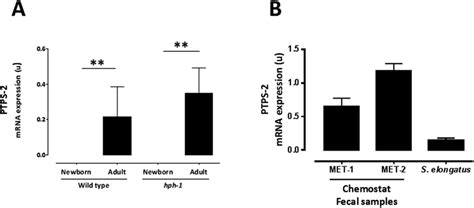 6 Pyruvoyl Tetrahydropterin Synthase 2 Ptps 2 Mrna Expression From Download Scientific