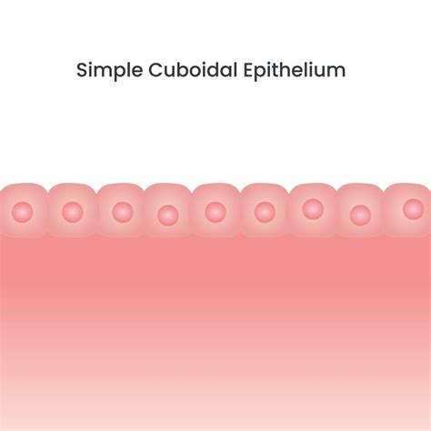 Simple Cuboidal Epithelium Science Vector Background 10803611 Vector Art At Vecteezy