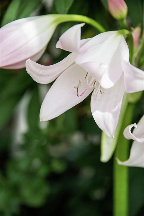 Sexual Flower Photograph By Ayren Martin Fine Art America