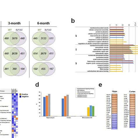 Preparation Of Multi Proteomes From Wild Type Wt And 5xfad Mice A