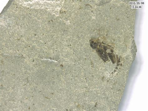 Culicidae Indet Insects The Fossil Forum