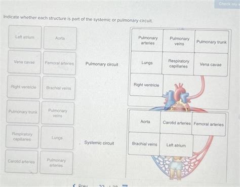 Solved Indicate Whether Each Structure Is Part Of The