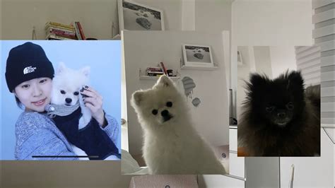 강아지 두마리와 함께 사는 일상 Vlog 이미 지나버린 크리스마스와 새해를 추억하며🌲⭐️🙏 Youtube