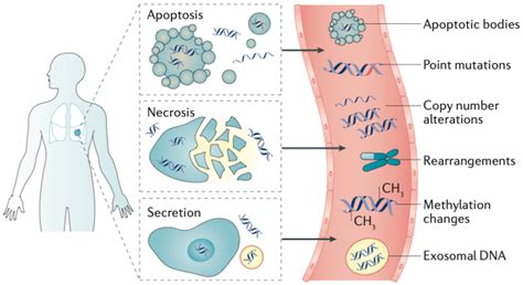 Cell Free Circulating Tumor Dna Peng Chien Wei Medium