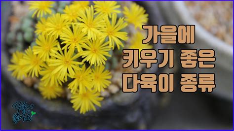 가을에 키우기 좋은 다육이 종류 꼭 키워보세요 Youtube