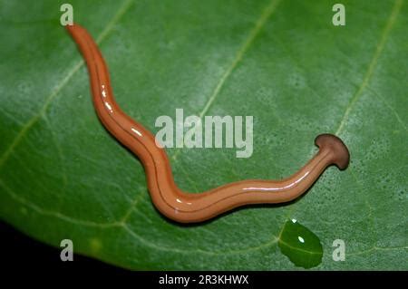 A Hammerhead Flatworm Bipalium Species From The Jungles Of Borneo