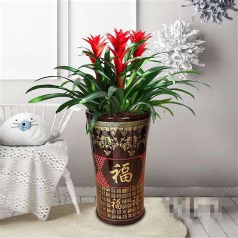 鸿运当头花卉图片 鸿运当头花图片大全集 苗苗知道