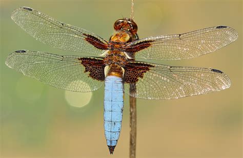 Free Images Wing Insect Fauna Invertebrate Dragonfly Macro