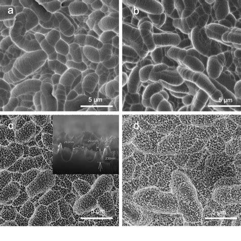 PDF Study Of Nano Texturing On Multi Crystalline Silicon Solar Cells