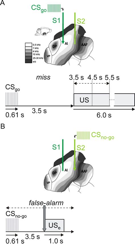 Auditory Cortical Activity After Intracortical Microstimulation And Its