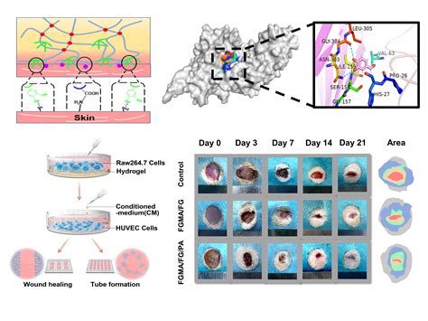 一种全天然的具有免疫调节能力的生物黏附水凝胶通过调节巨噬细胞异质性促进血管生成和糖尿病伤口愈合的工作被advanced Science录用 先进高分子材料与加工课题组