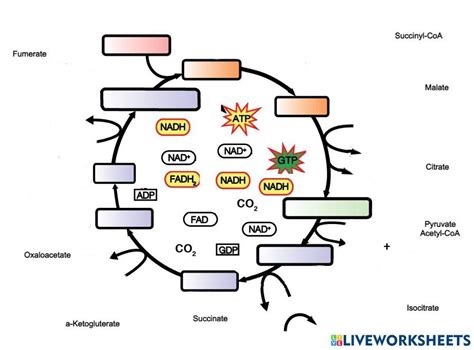 Krebs Cycle Diagram Worksheet