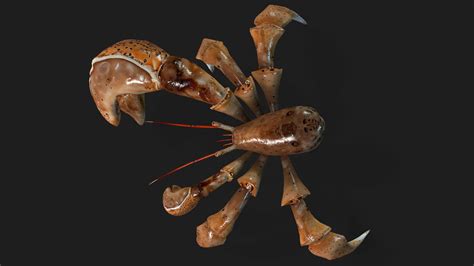 Crab A2 Animated 3d Model By Animated3d