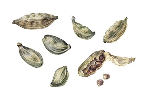 흰색 배경에 격리된 수채화 카다멈을 설정합니다 디저트 또는 음료 요리를위한 향수 조미료 카 다몬과 크리스마스 음식입니다 부엌이나