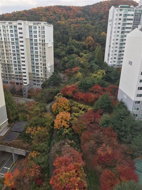 성복동 성복힐스테이트1차의 실거래가 시세 매물 주변정보 아파트는 호갱노노