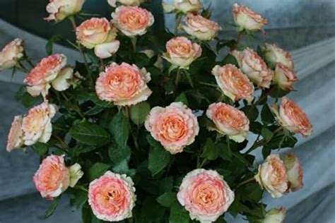 Роза Дуэт — фото и описание сорта с отзывами