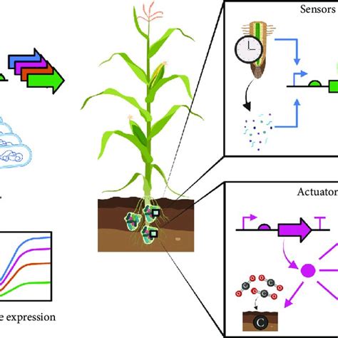 PDF Genetic Circuit Design In Rhizobacteria