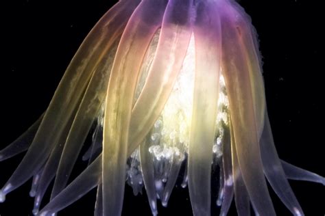 Genomics And Transcriptomics MBARI