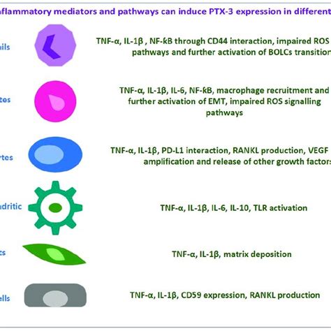 increased synthesis of inflammatory mediators and activation of