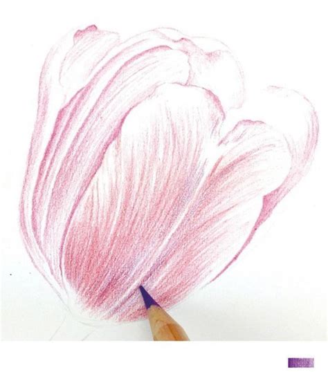 Как нарисовать тюльпан акварельными карандашами поэтапно