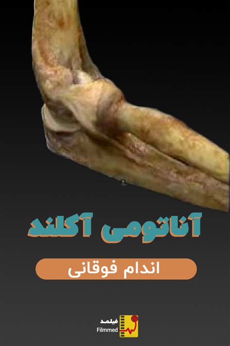 مجموعه ویدئوی آموزشی آناتومی آکلند اندام فوقانی فیلمد