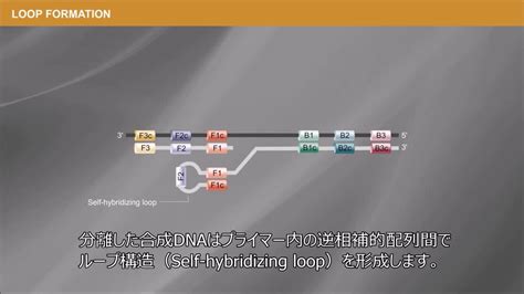 Neb® Primer Design Tools Neb