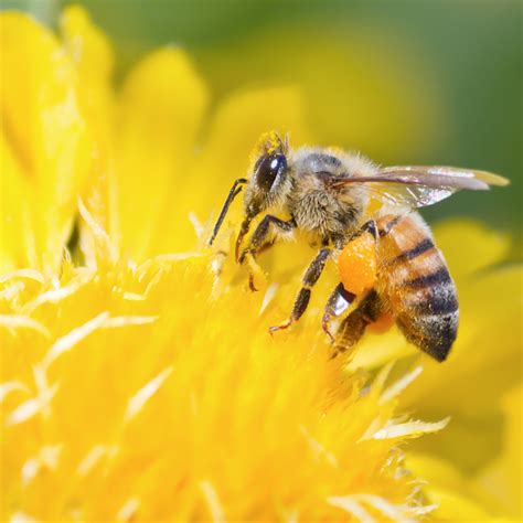 Warming And Habitat Loss Shrink Pollinator Numbers And Hit Crops Cgtn