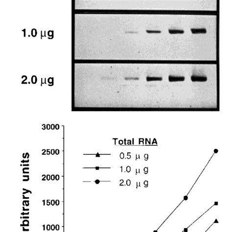 Optimization Of The Rt Pcr Assay For Mta1 Expression Results Of The