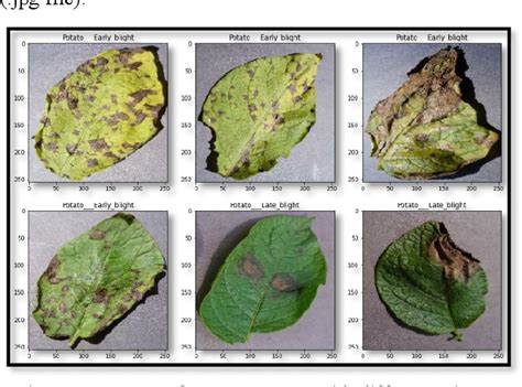 Figure 3 From Potato Leaf Disease Classification Using Deep Learning A Convolutional Neural