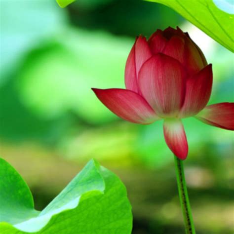 Zhang Suping Hangzhou Dianzi University Hangzhou Management Research Profile