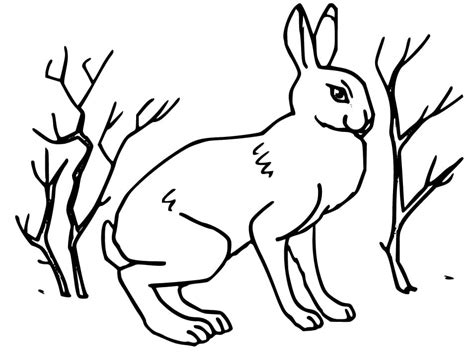 Desenhos De Lebre Imprim Vel Para Colorir E Imprimir Colorironline Com