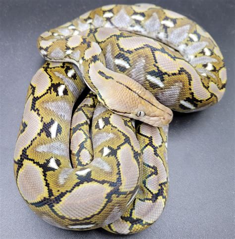 Kalatoa Super Dwarf Anery Normal Het Purple Albino Reticulated Python