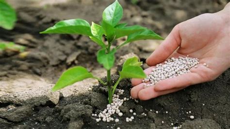 Potassic Fertilizers Potash Fertilizer Latest Price Manufacturers And Suppliers