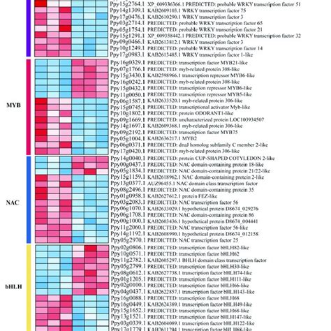 Expression Profiles Of Different Transcription Factor Families Between Download Scientific