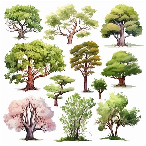 Premium Vector Collection Of Trees Vectors