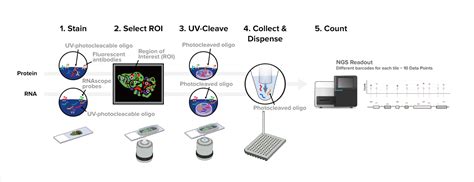 Spatial Transcriptome Analysis