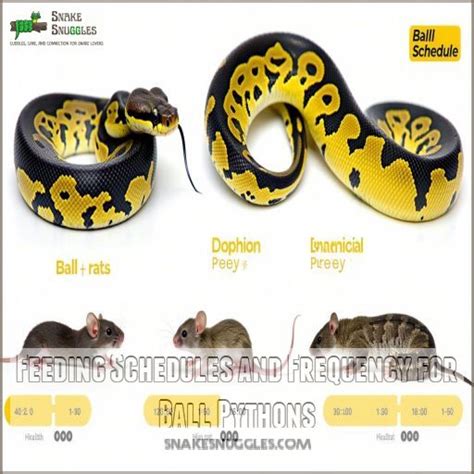 Best Ball Python Food Brands Guide Feeding Tips Schedules Charts