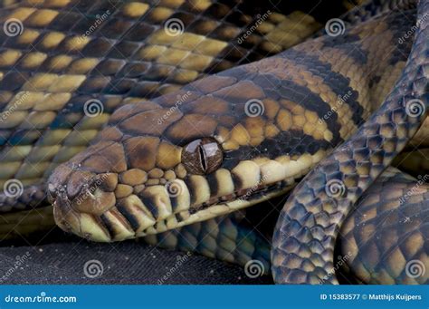 Scrub Python Stock Image Image Of Biggest Australia 15383577