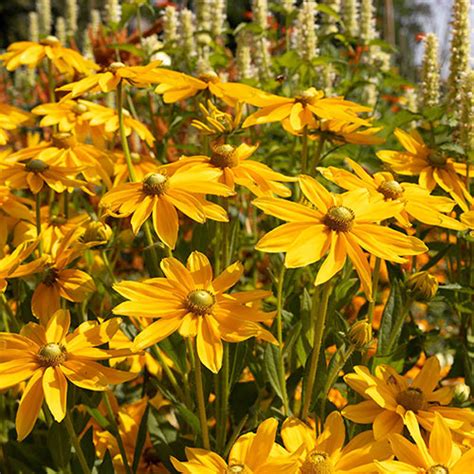 Rudbeckia Sunbeckia Ophelia 1 X 19cm Pot Yougarden