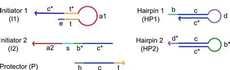 Figure 1 From Engineering Self Contained Dna Circuit For Proximity