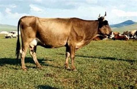 Селекционные достижения КазНИИЖиК